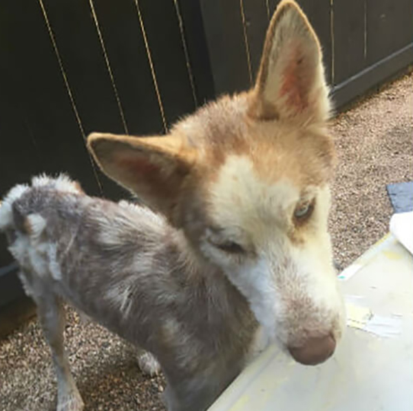 La Pareja Que Adoptó a Un Perro Desnutrido y Lo Vio Transformarse En Un ...